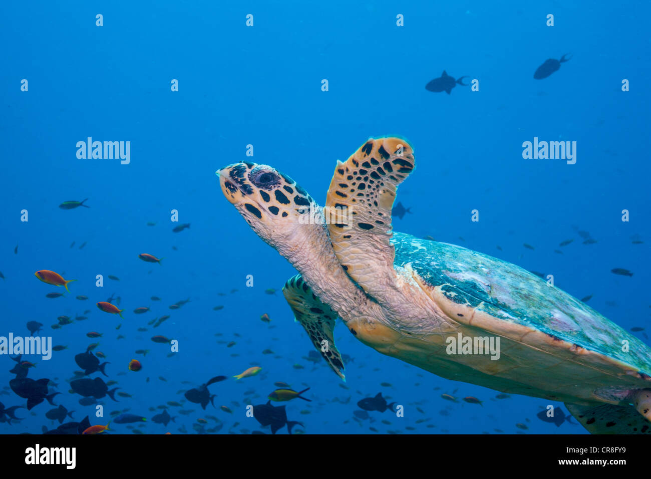 Sea turtle underwater hi-res stock photography and images - Alamy