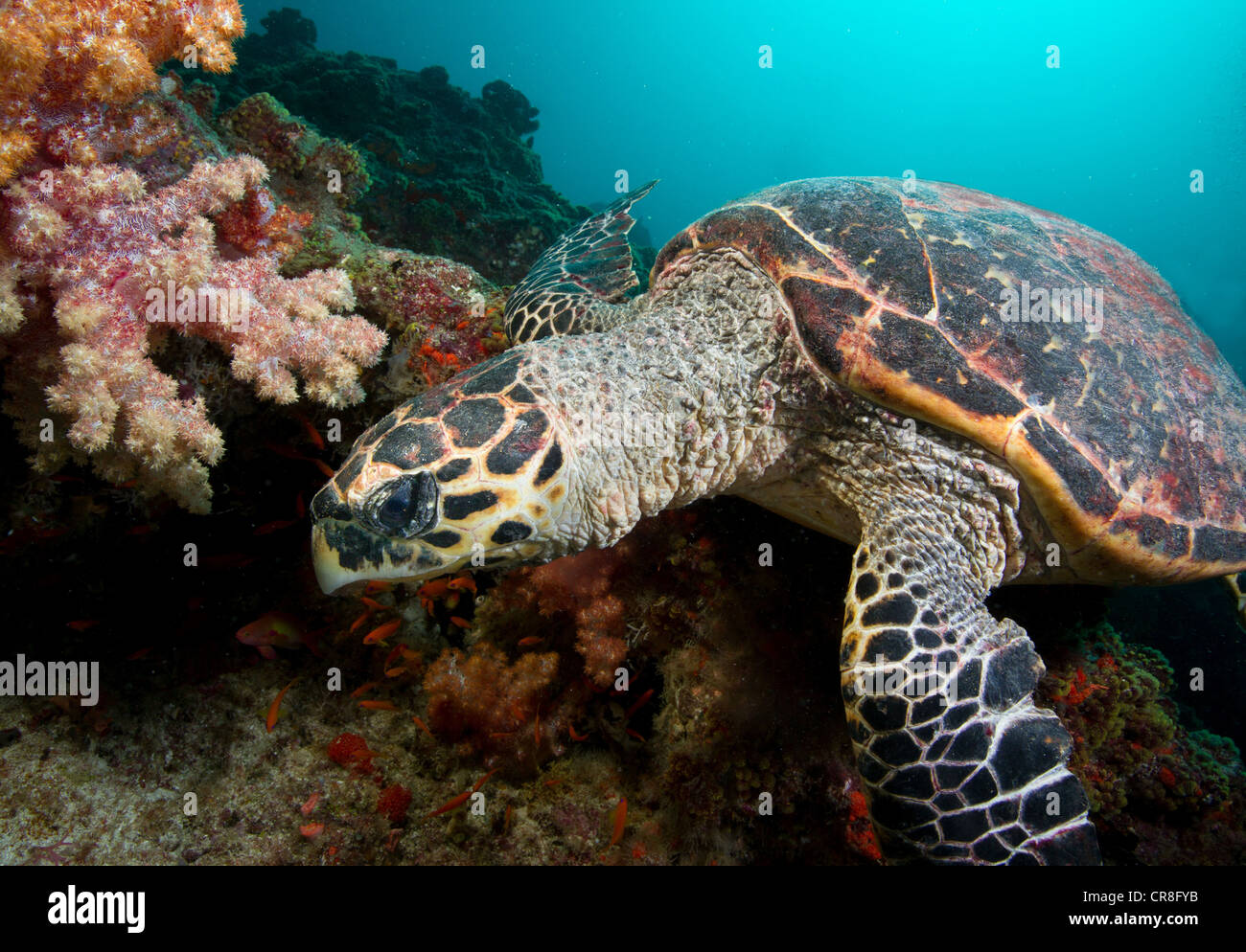 Indian soft shell turtle hi-res stock photography and images - Alamy