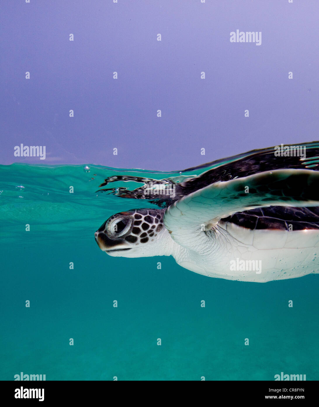 Juvenile sea turtle hi-res stock photography and images - Alamy