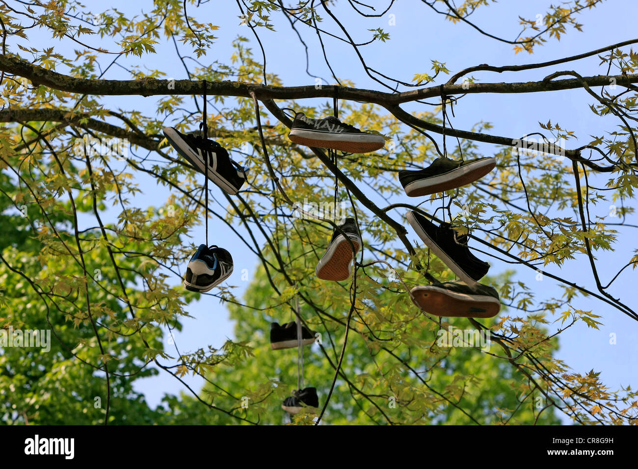 Conceptual display study concept hi-res stock photography and images ...