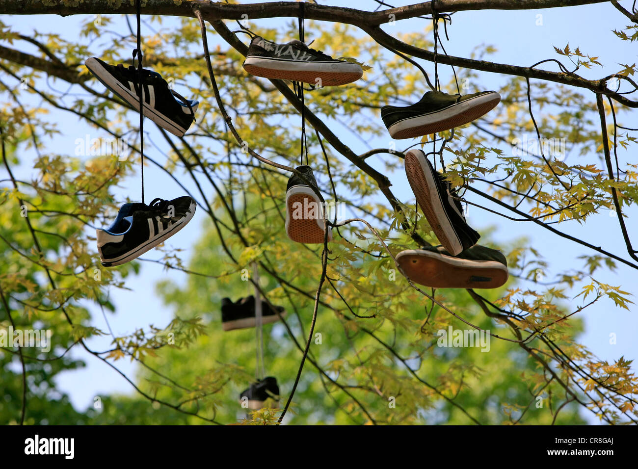 Concept art - Shoe Tree Stock Photo - Alamy