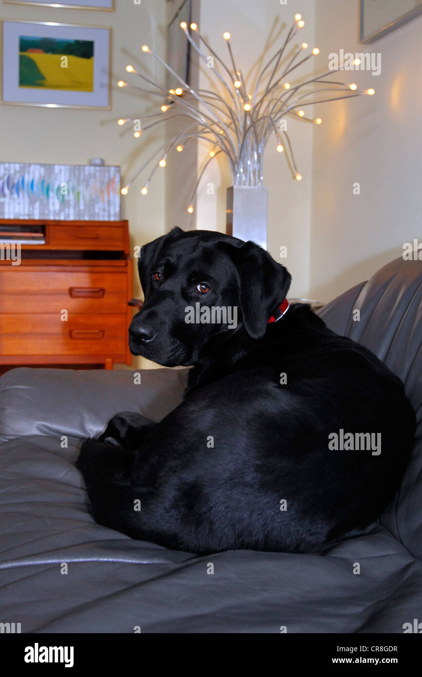 Labrador Retriever (Canis lupus familiaris), a young black male on the ...