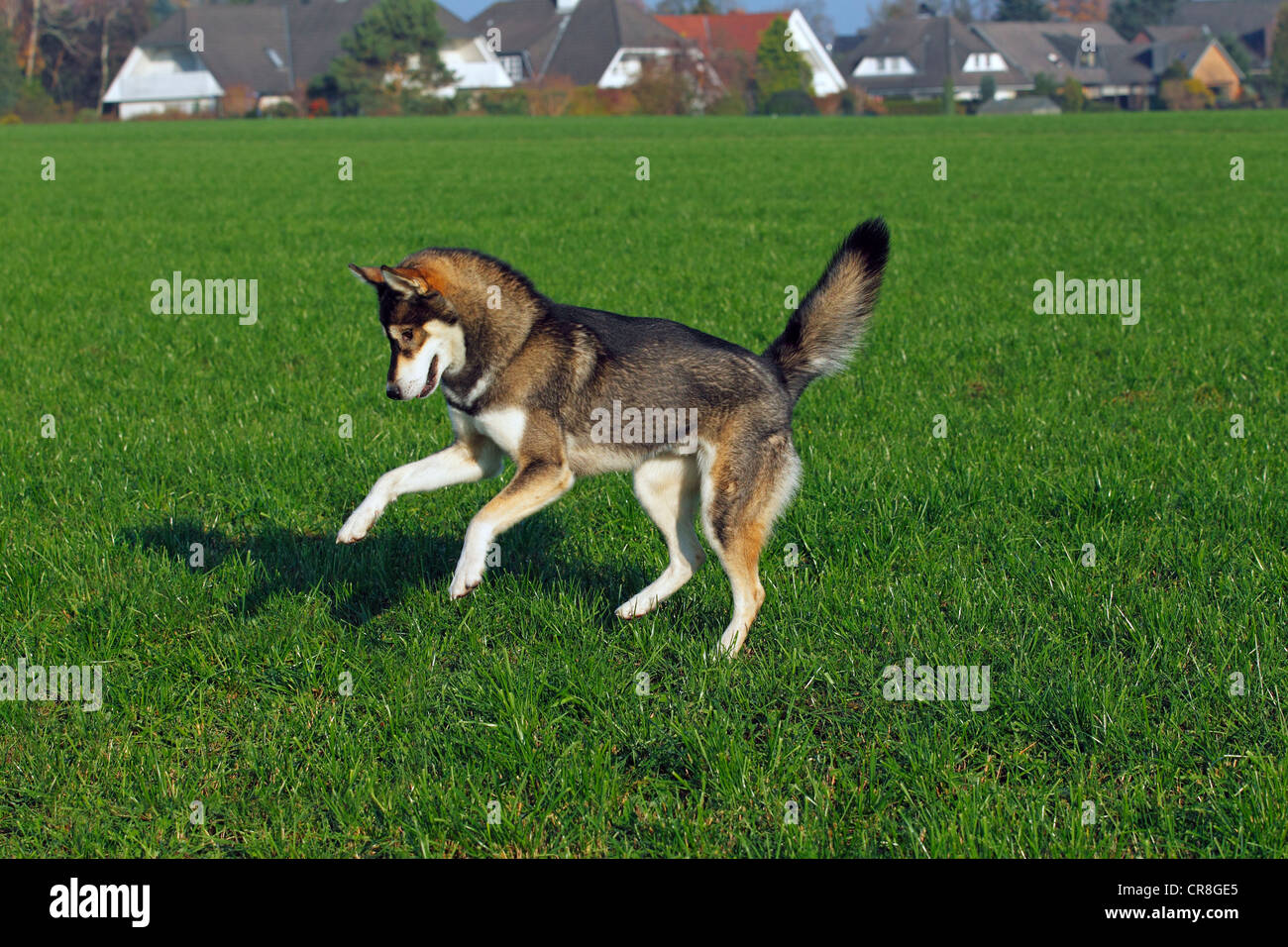 Jumping young Siberian Husky dog (Canis lupus familiaris) male ...