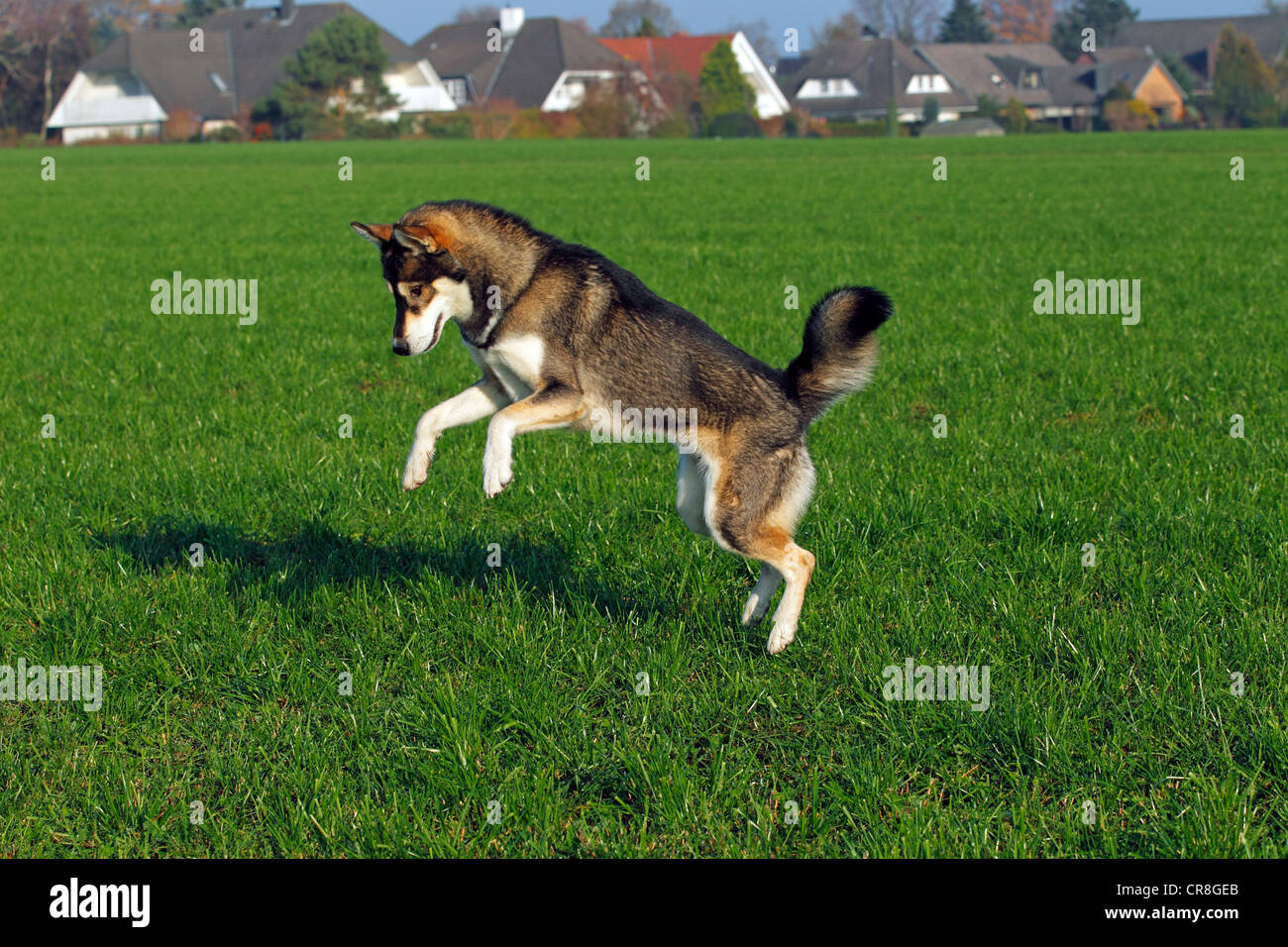 Jumping young Siberian Husky dog (Canis lupus familiaris) male ...
