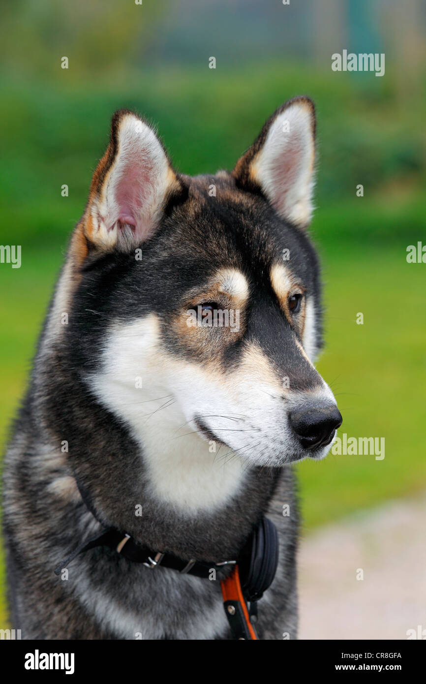 Siberian Husky (Canis lupus familiaris), one year old male, portrait ...