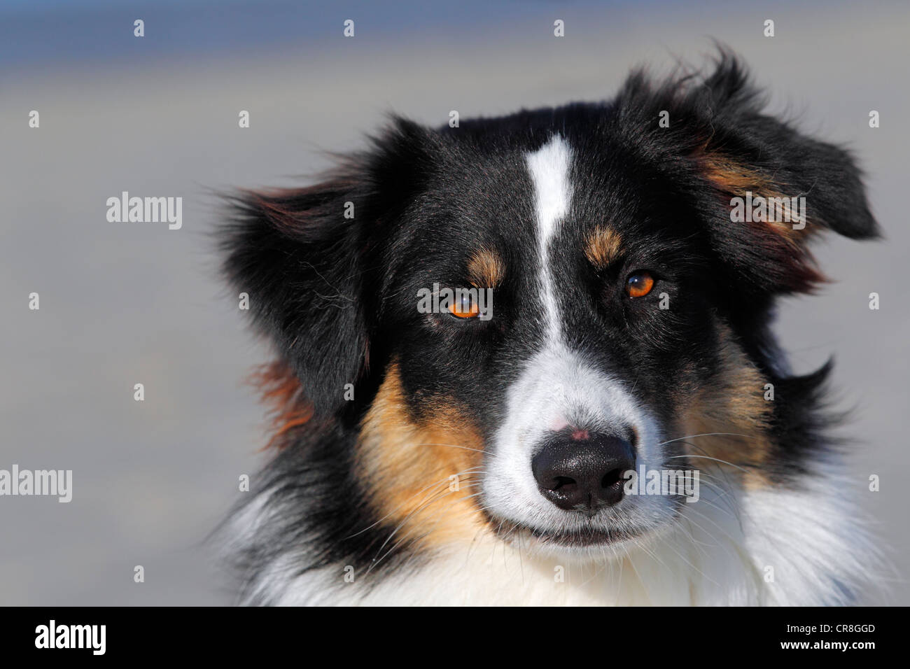 Does The Garafian Shepherd Bark A Lot