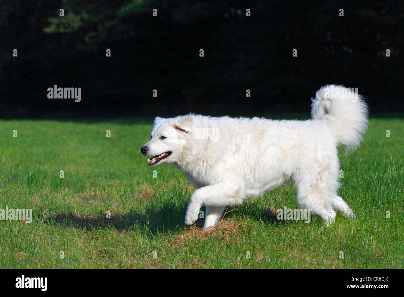 Hungarian Kuvasz (Canis lupus familiaris) male dog running, guard dog ...