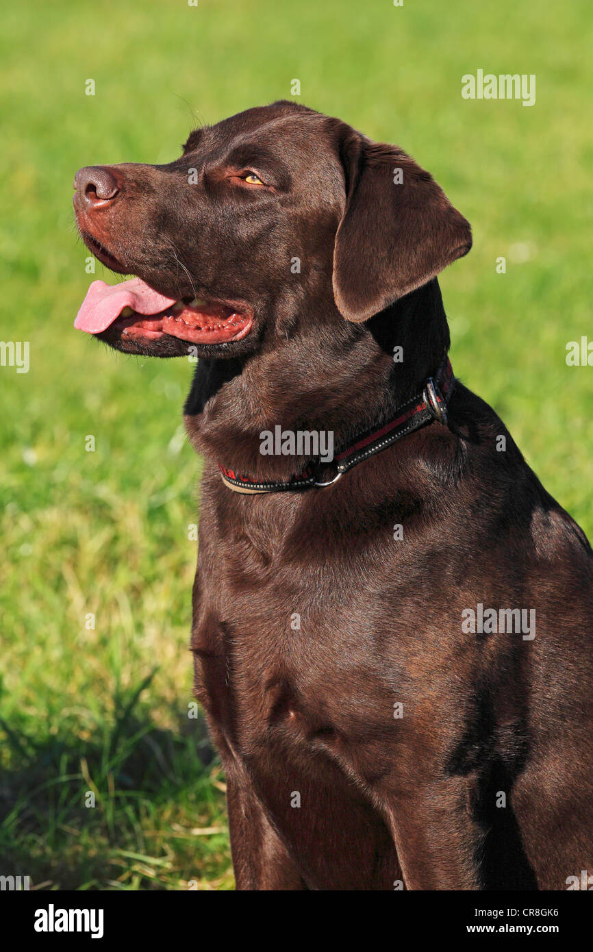 Brown Labrador Retriever (Canis lupus familiaris) male dog, portrait ...