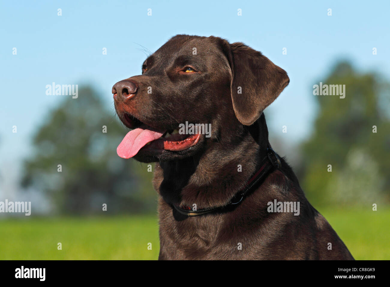 Labbys hi-res stock photography and images - Alamy