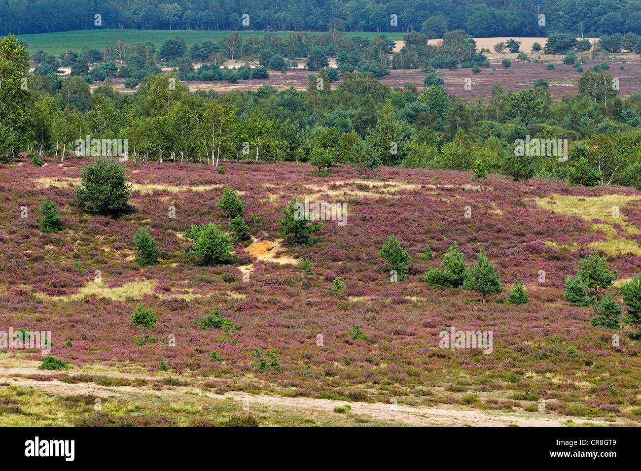 Landscape with flowering Common Heather (Calluna vulgaris), heath ...