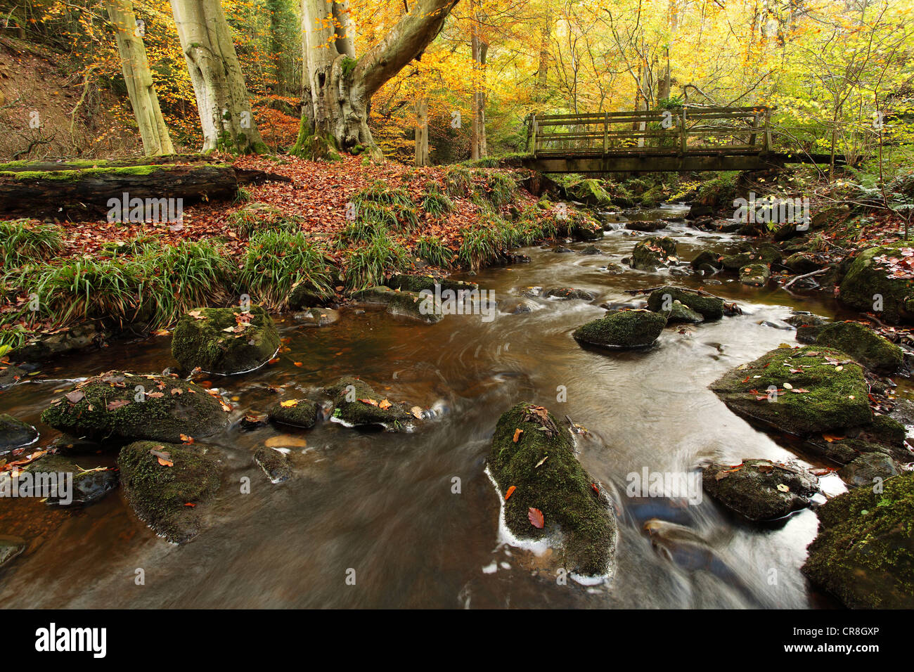 Autumn at Littlebeck, Sneaton Forest, in the North York Moors Stock ...