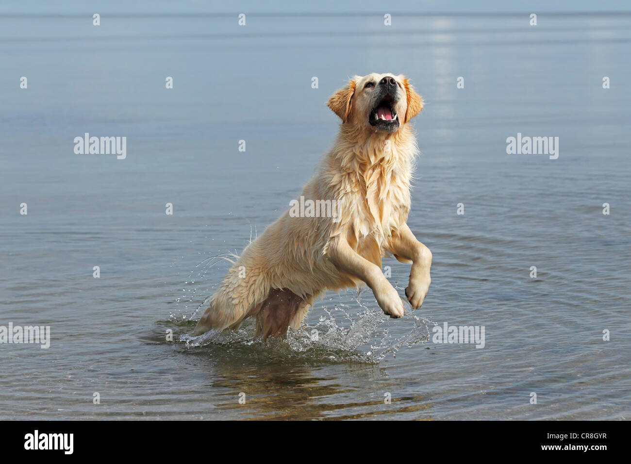 Dog jumping out of water hi-res stock photography and images - Alamy