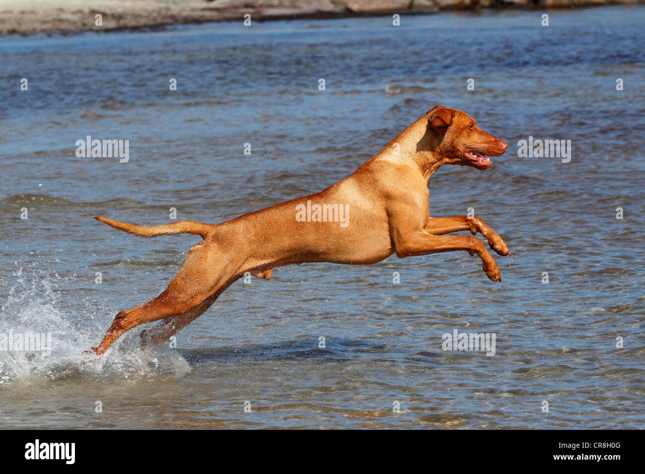 Magyar Vizsla, Hungarian Vizsla, or Hungarian Pointer, male dog (Canis ...