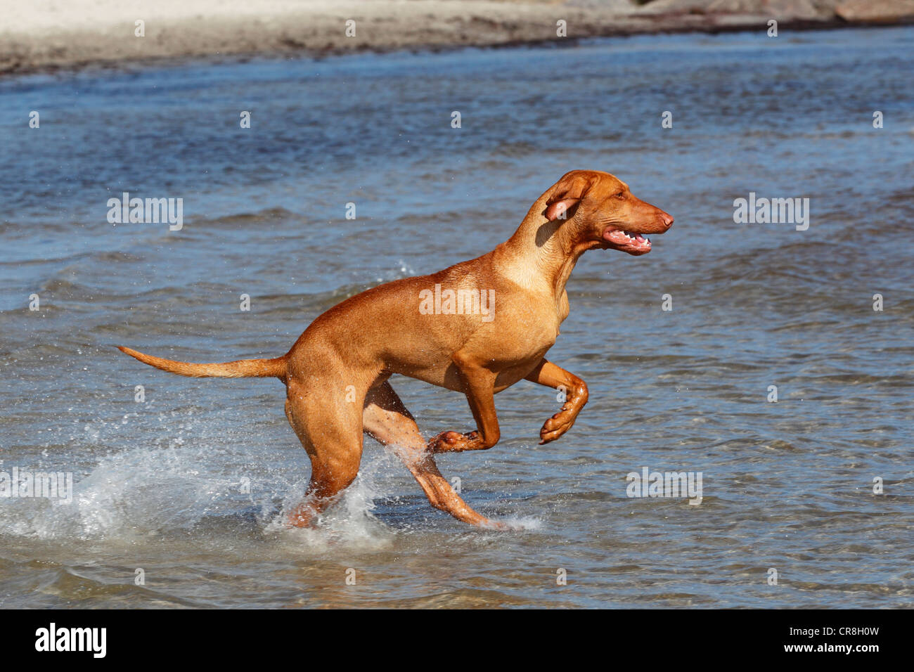 Magyar Vizsla, Hungarian Vizsla, or Hungarian Pointer, male dog (Canis ...