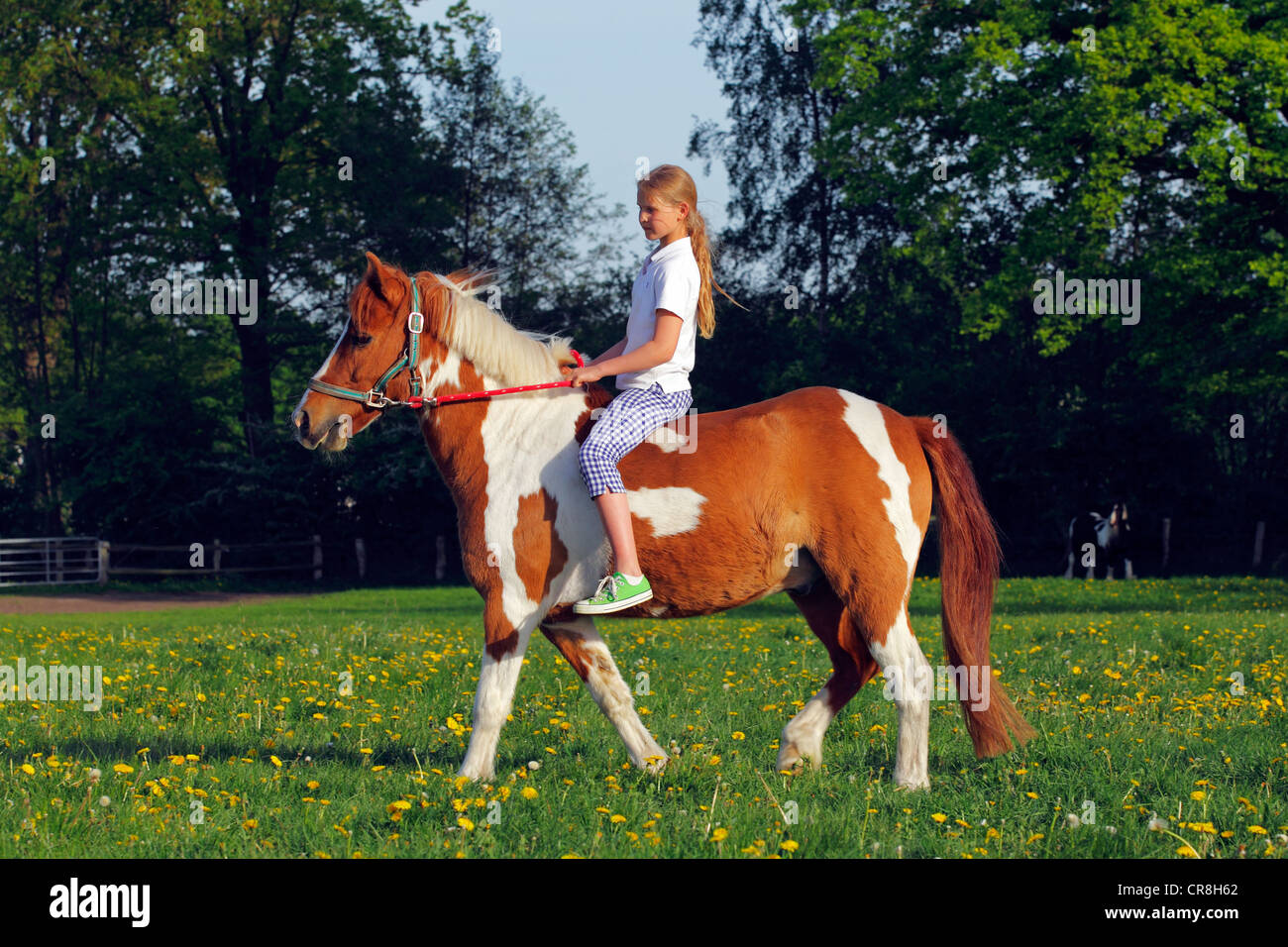 Young girl riding a horse, Lewitzer pony (Equus przewalskii f. caballus ...