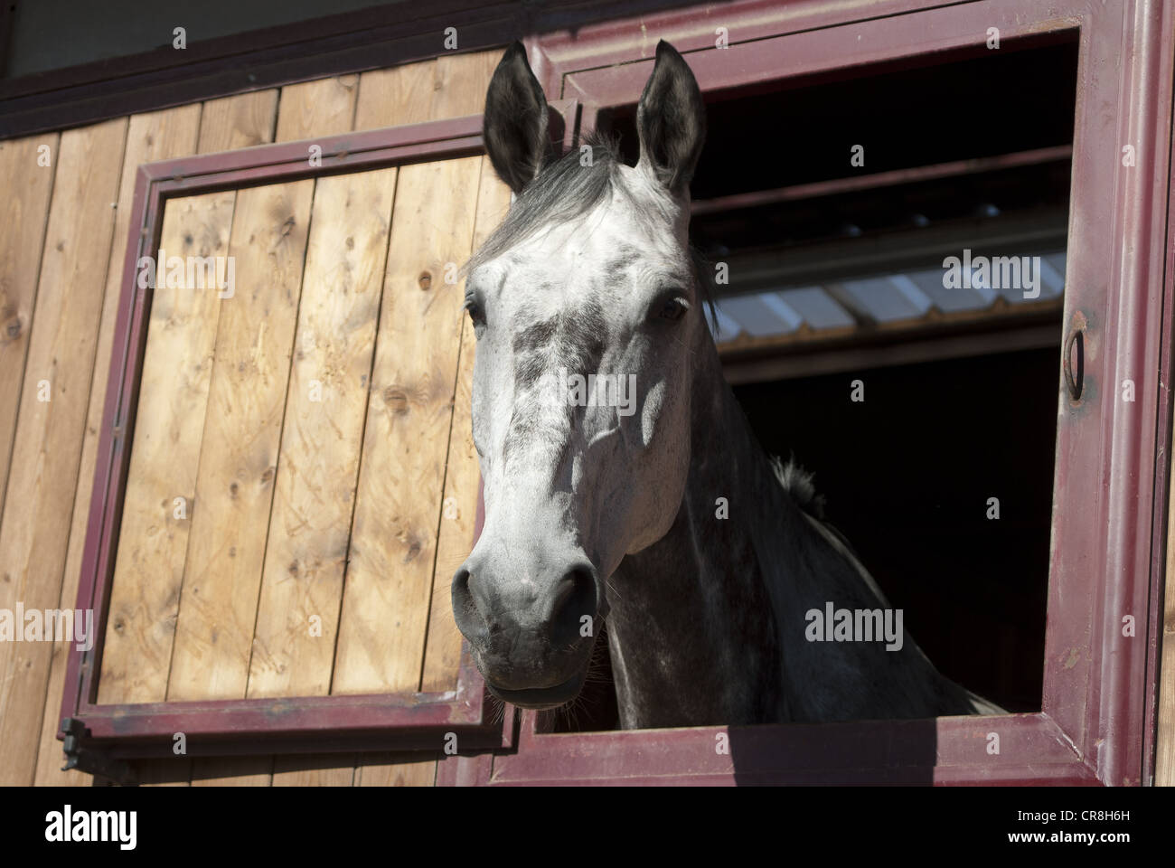 an equestrian horse in a stable of a manege Stock Photo - Alamy