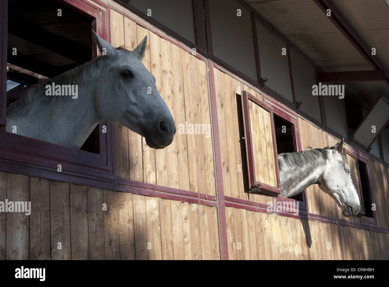 Equestrian manege hi-res stock photography and images - Alamy