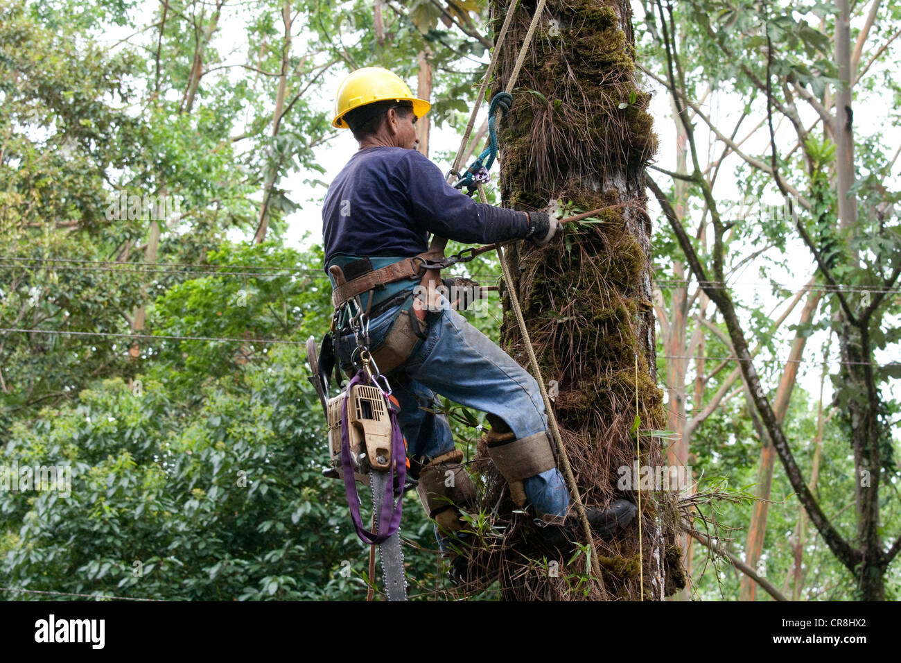 Tree surgeon rope hi-res stock photography and images - Alamy