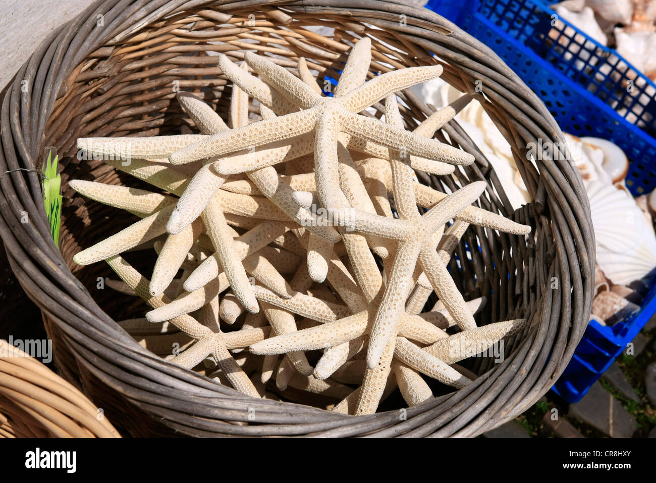 Dried Starfish Stock Photos & Dried Starfish Stock Images - Alamy