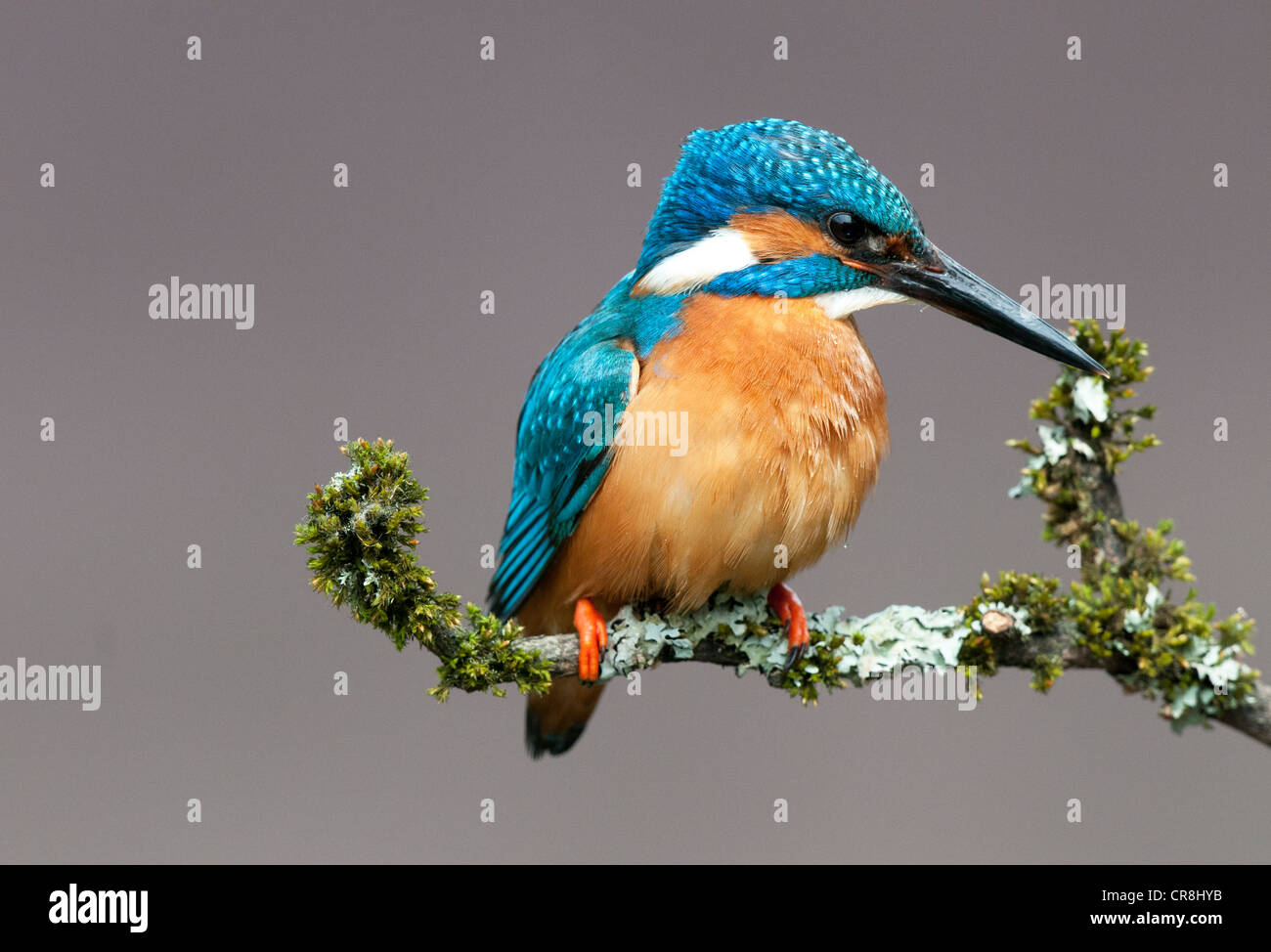 Male sitting on a twig hi-res stock photography and images - Alamy