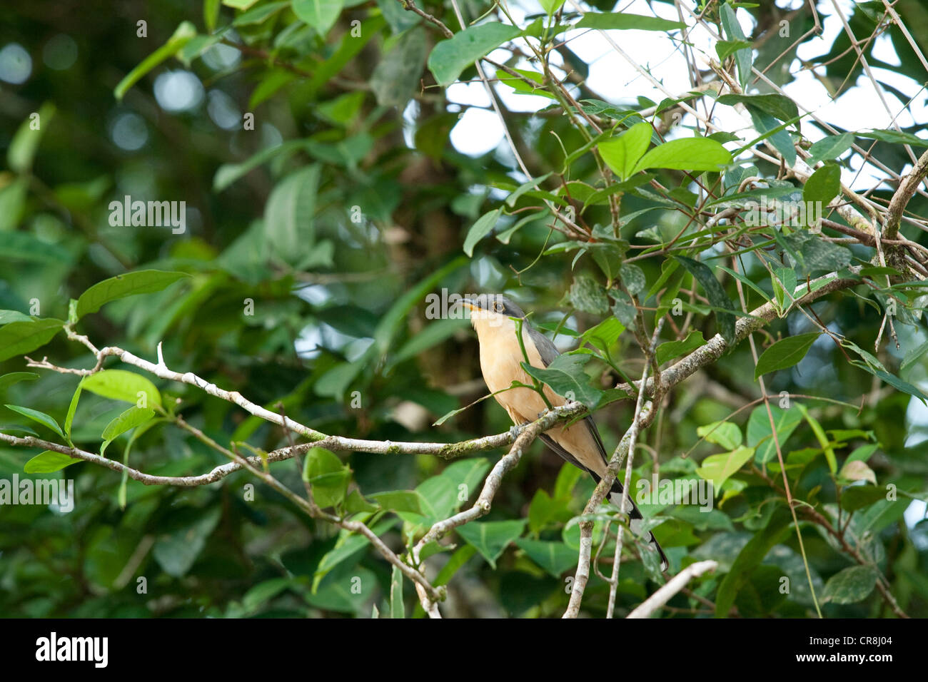 Clay colored robin bird hi-res stock photography and images - Alamy