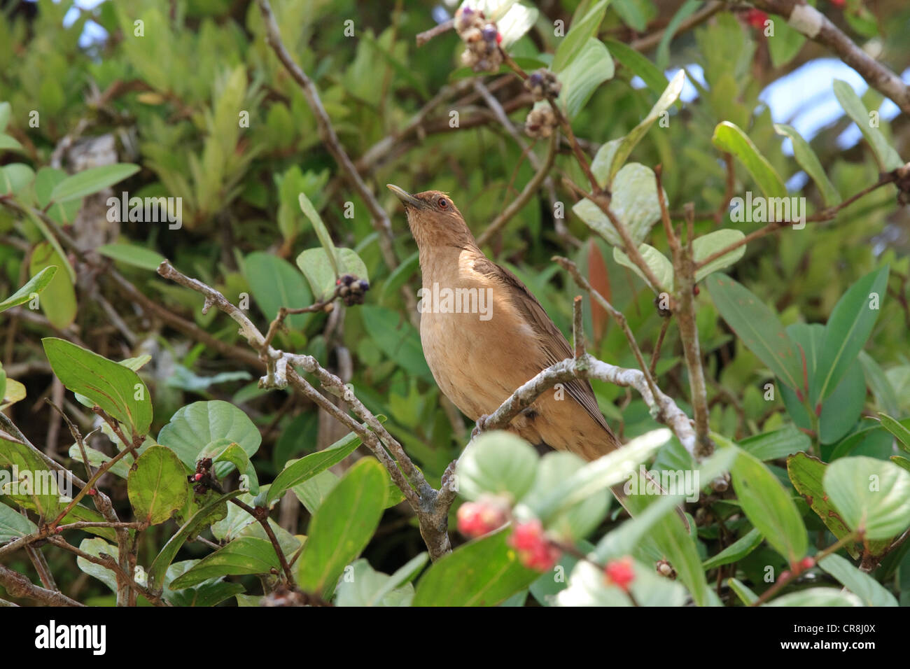 Clay colored trush Stock Photo - Alamy