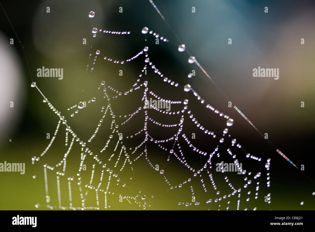 Jewel spider hi-res stock photography and images - Alamy