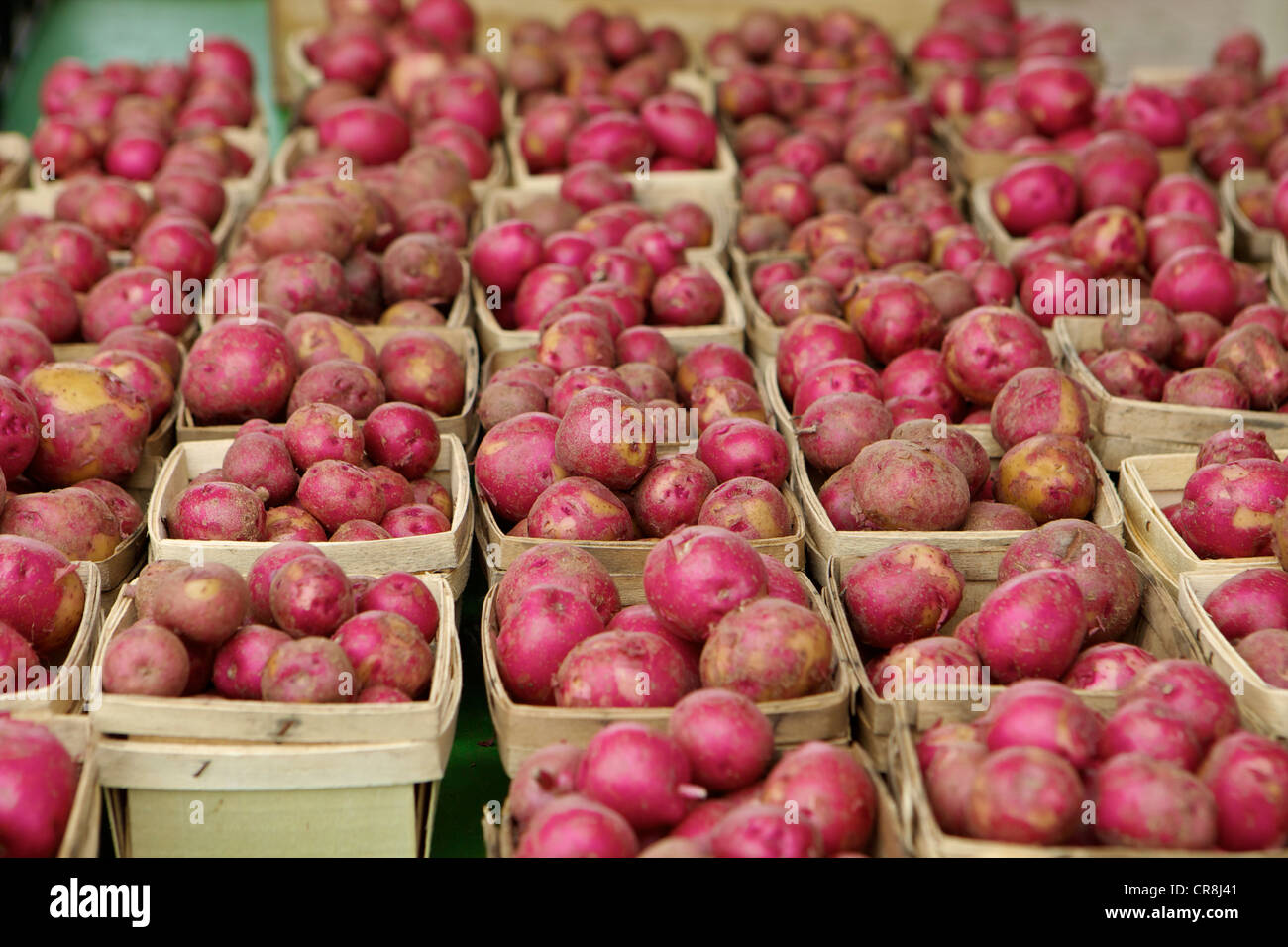 Red potatoes at the farmer's market in Holland, Michigan Stock Photo ...