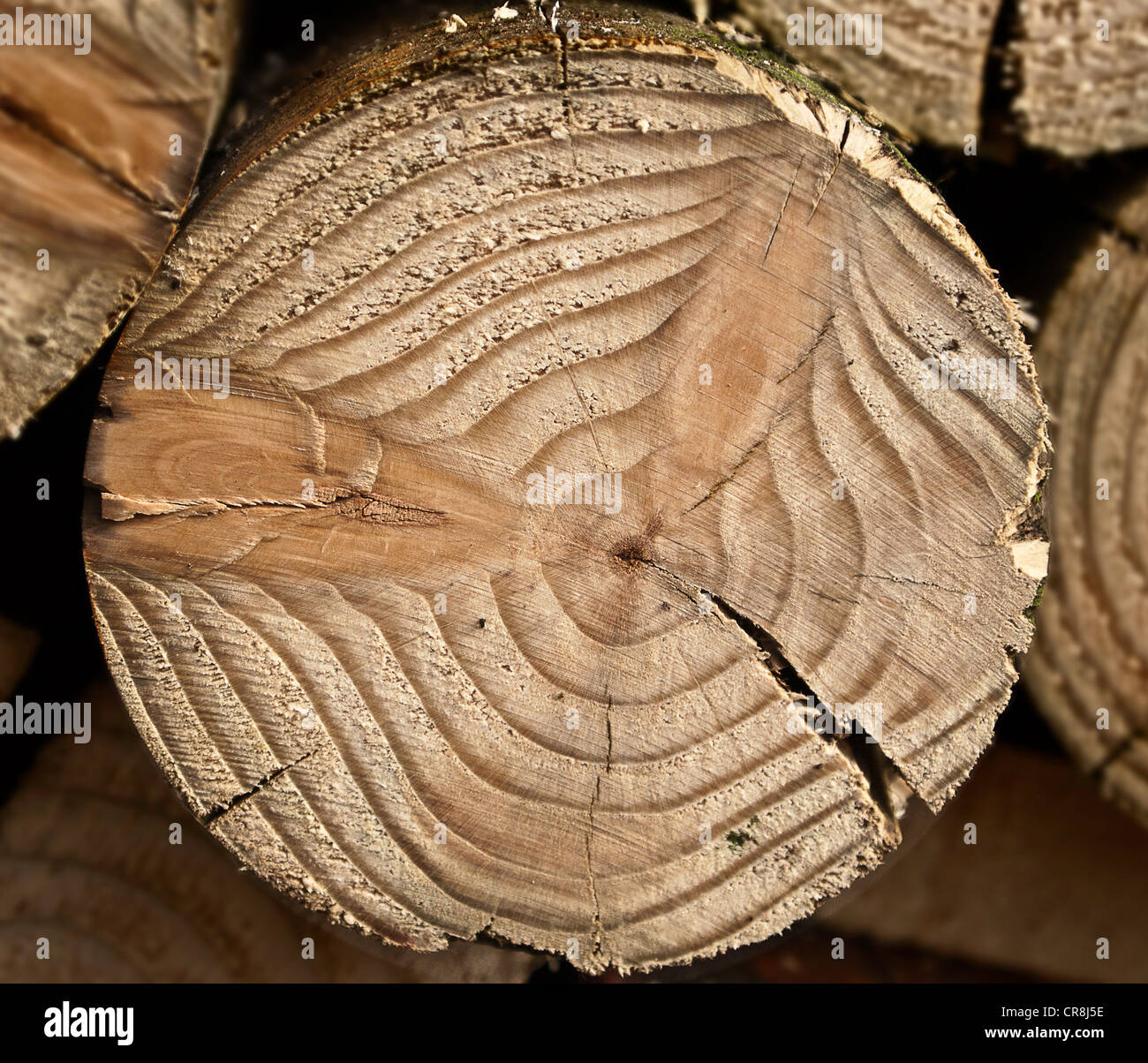 Logs age rings hi-res stock photography and images - Alamy