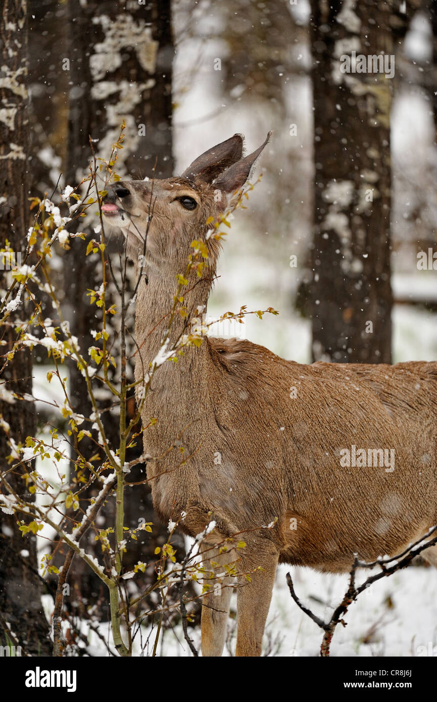 Mule deer (Odocoileus hemionus) Browsing on spring leaves in a late ...