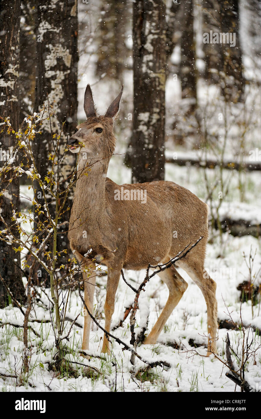 Banff deer hi-res stock photography and images - Alamy