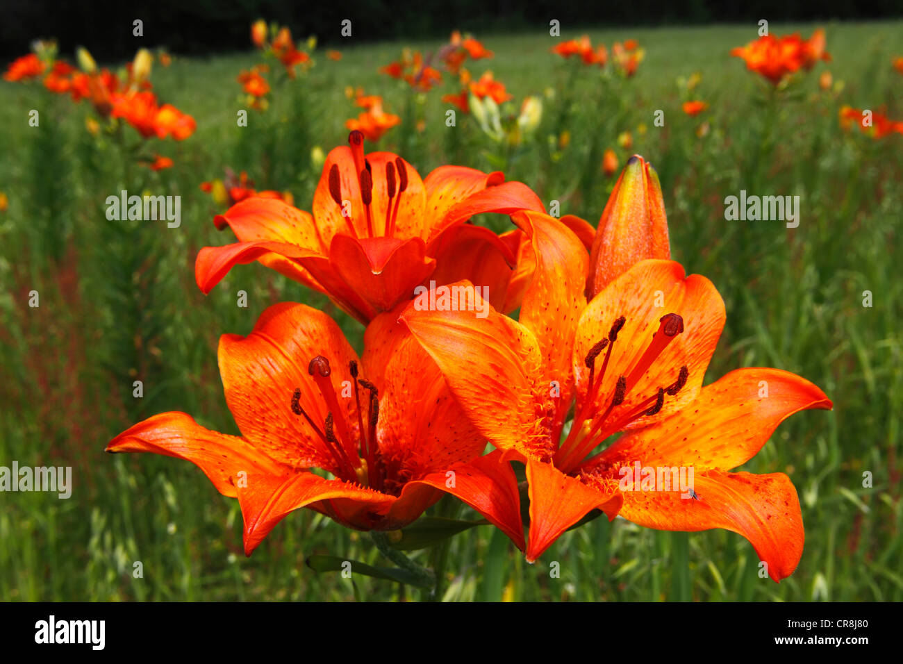 Lilium bulbiferum orange lily fire hi-res stock photography and images ...