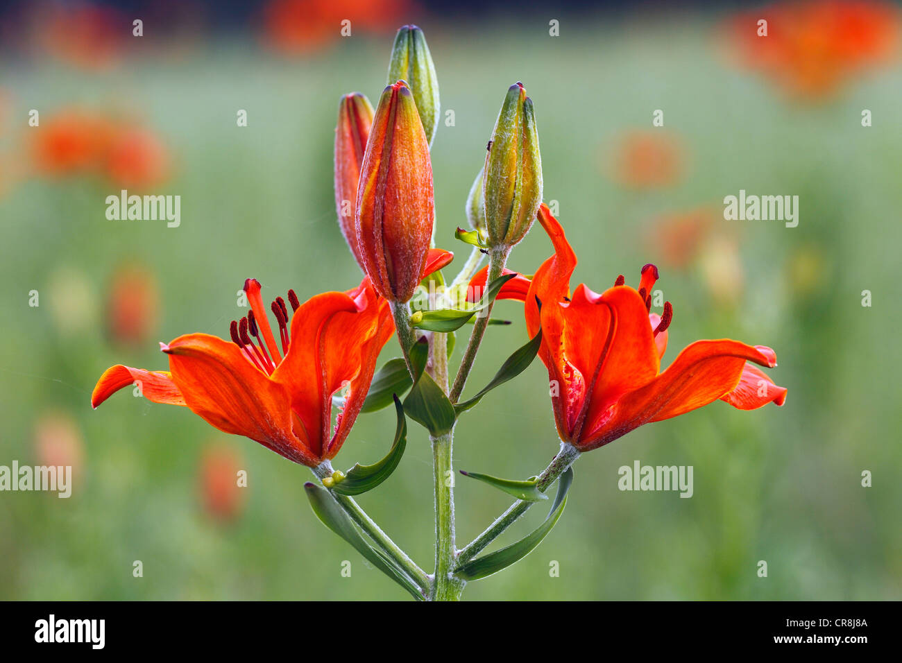 Flowering Orange Lilies or Fire Lilies (Lilium bulbiferum) along the ...