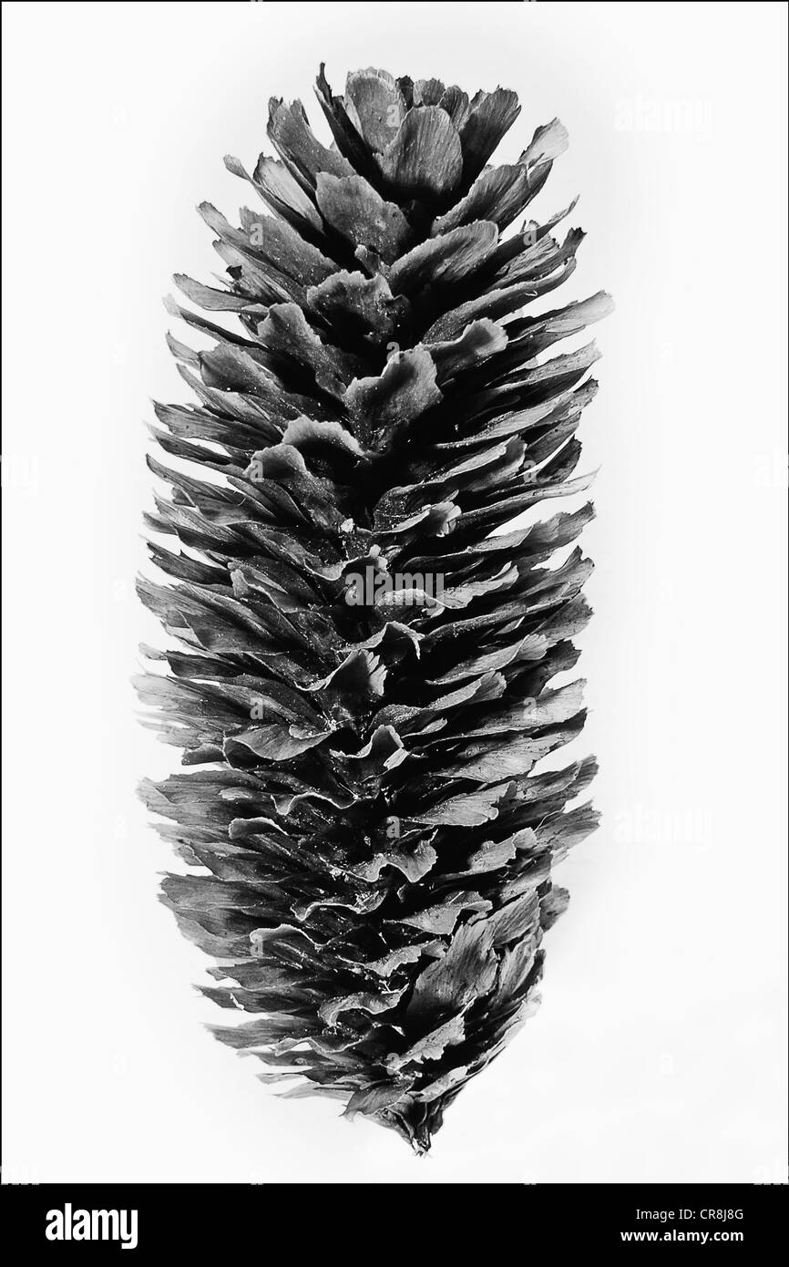 Autumn cone Black and White Stock Photos & Images - Alamy