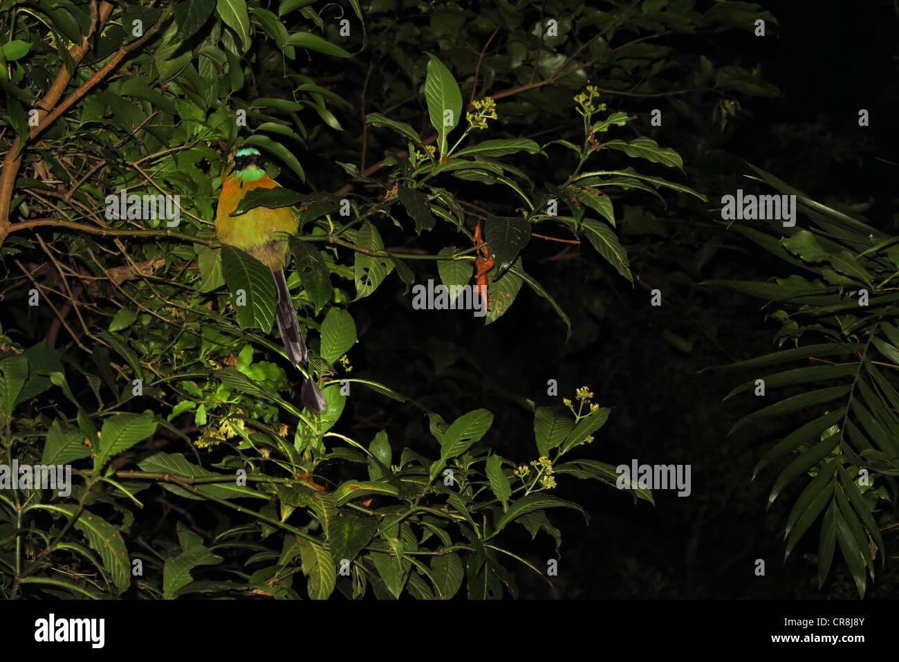 Mot colors hi-res stock photography and images - Alamy