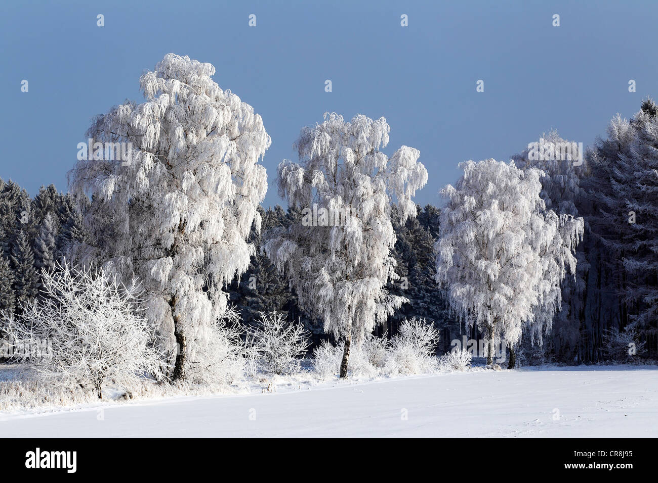 Birch trees snow hi-res stock photography and images - Alamy