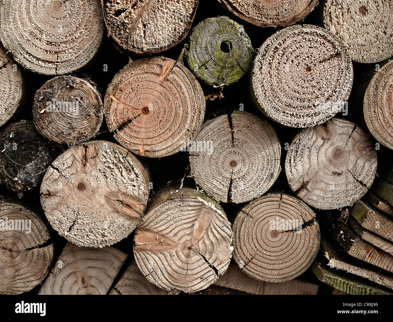 Sawn wood showing age rings Stock Photo - Alamy