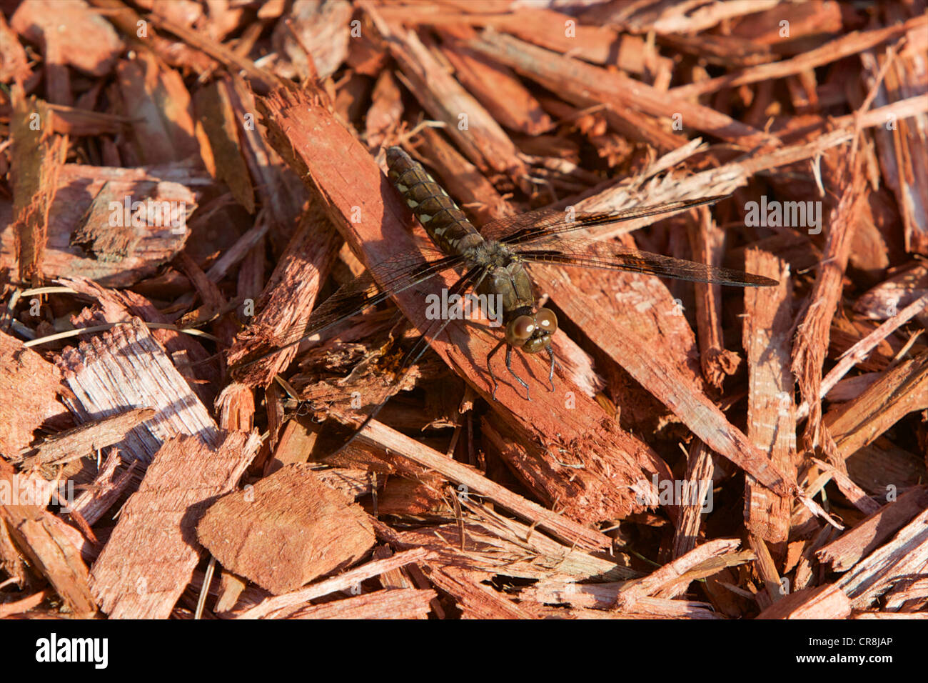 Dragonfly wood chips insect hi-res stock photography and images - Alamy