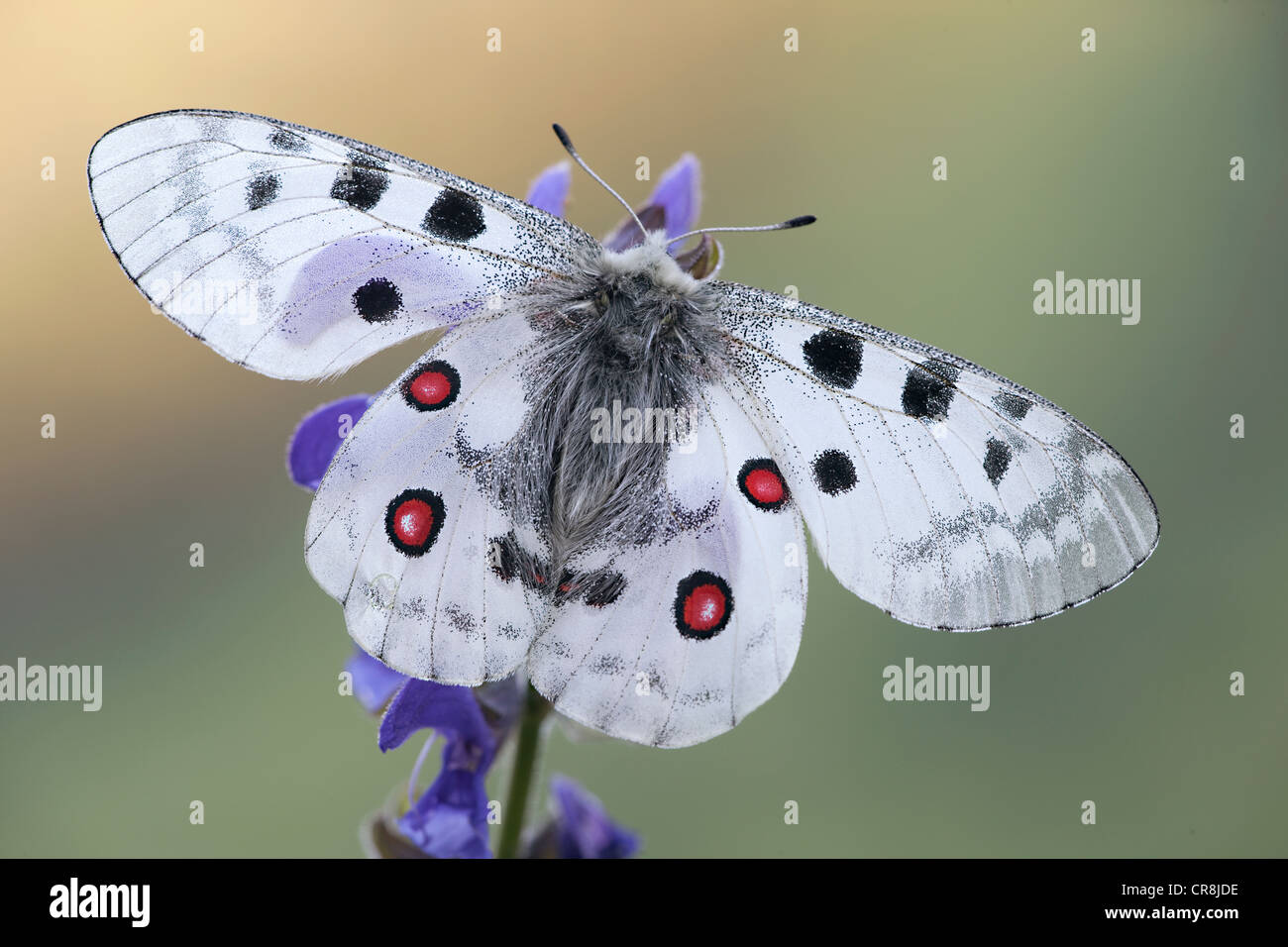 Apollo or Mountain Apollo (Parnassius apollo), Tyrol, Austria, Europe ...