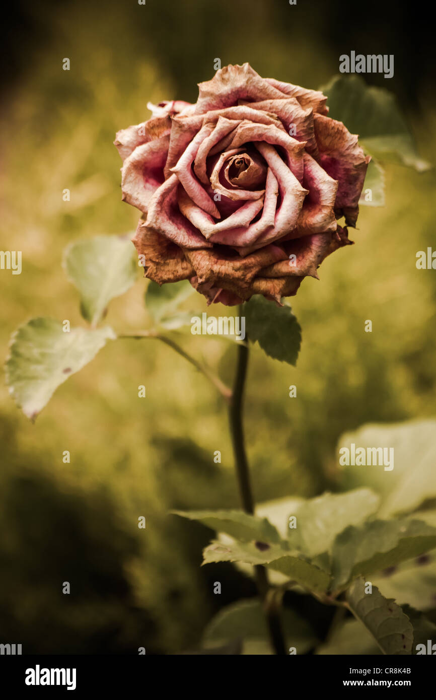 Simple beautiful faded pink rose in a green garden background Stock ...