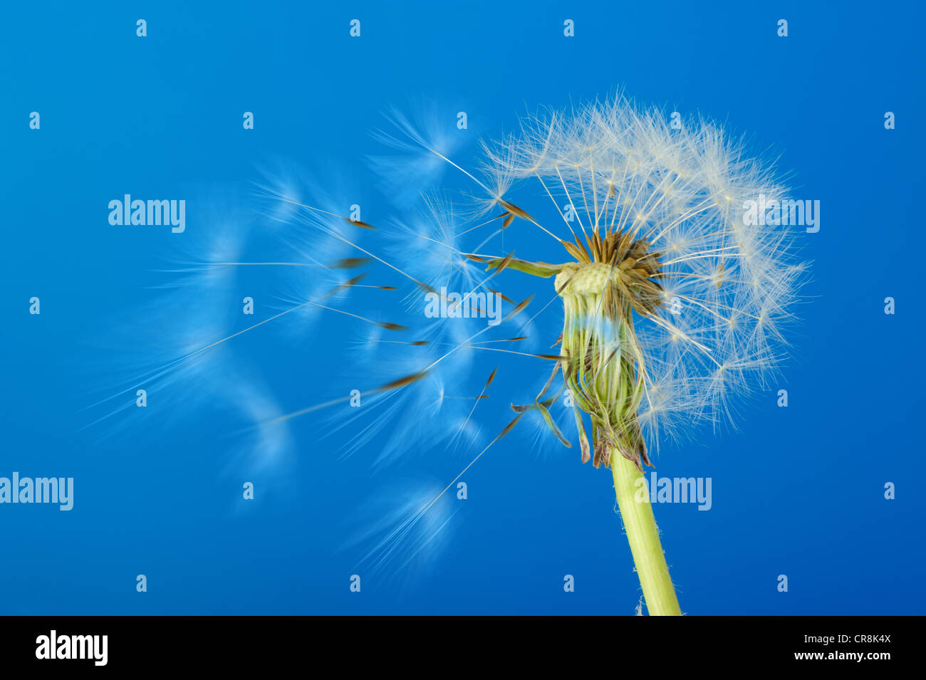 Dandelion with moving seeds on a blue background. Detailed picture of a ...