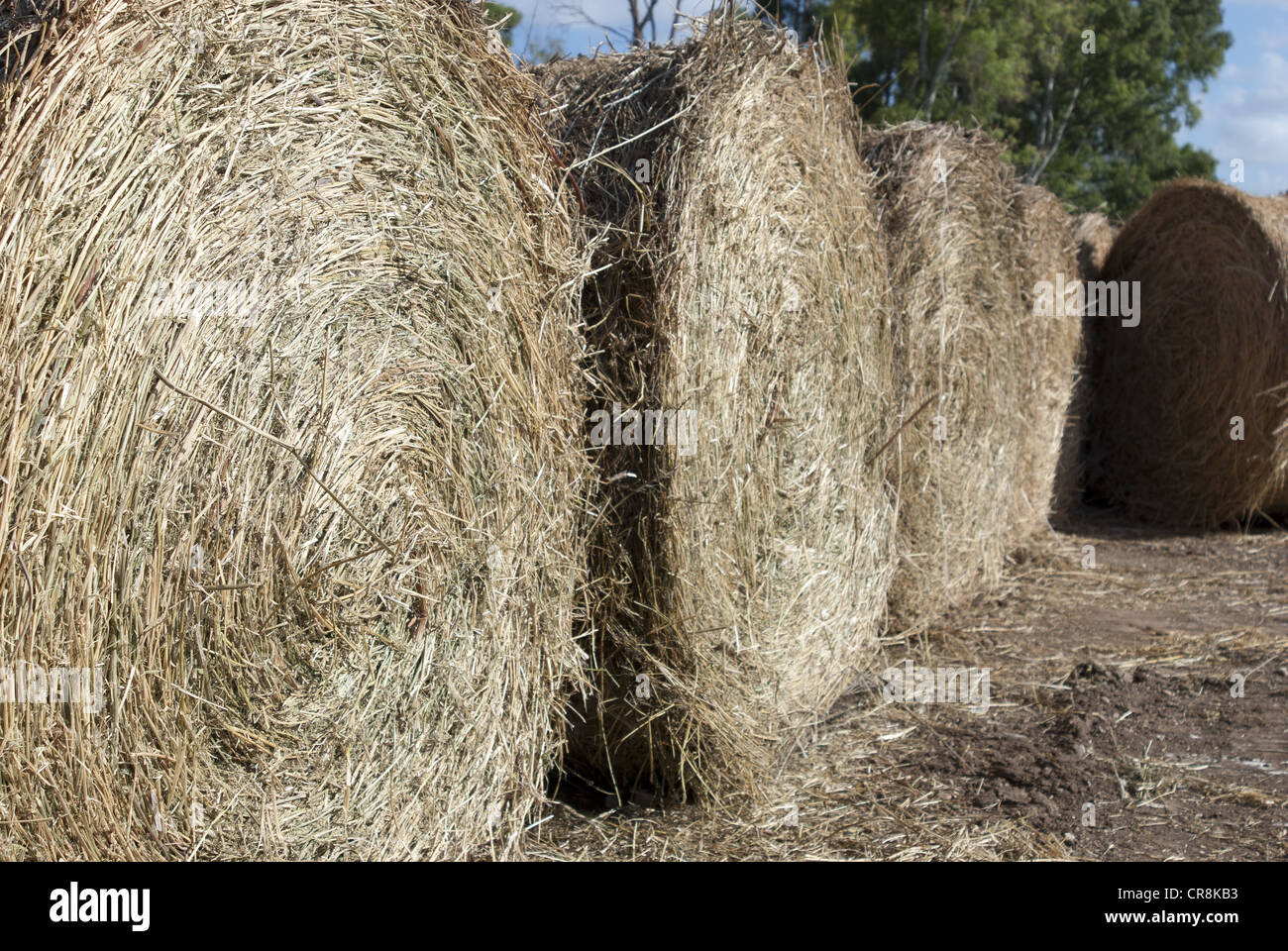 A sheaf of hay in a field of wheat after the harvest Stock Photo - Alamy