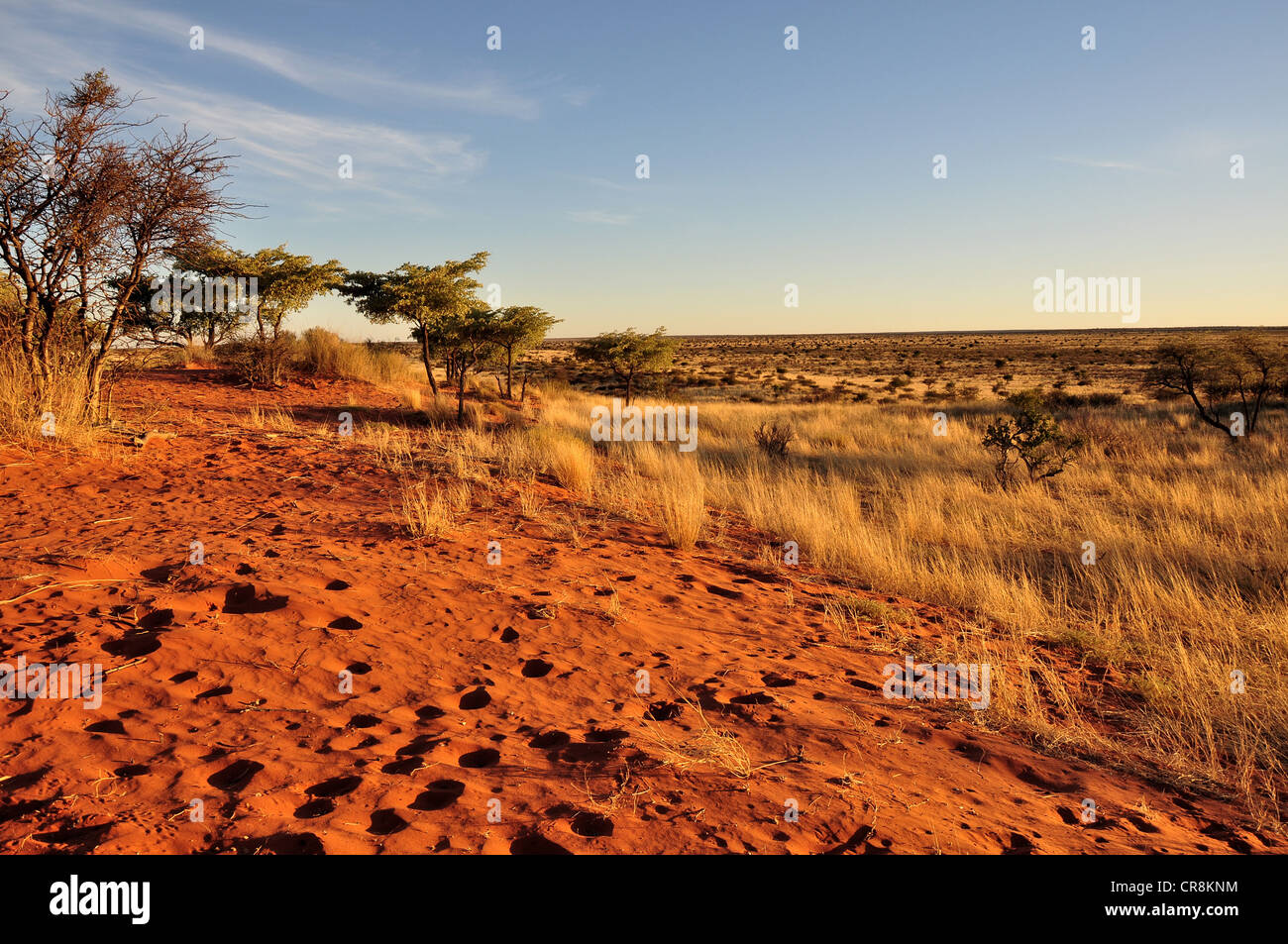 bushes on red sand, Kalahari Stock Photo - Alamy