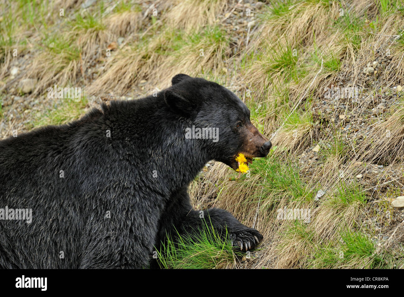 American Black bear (Ursus americanus) Foraging for dandelions and ...