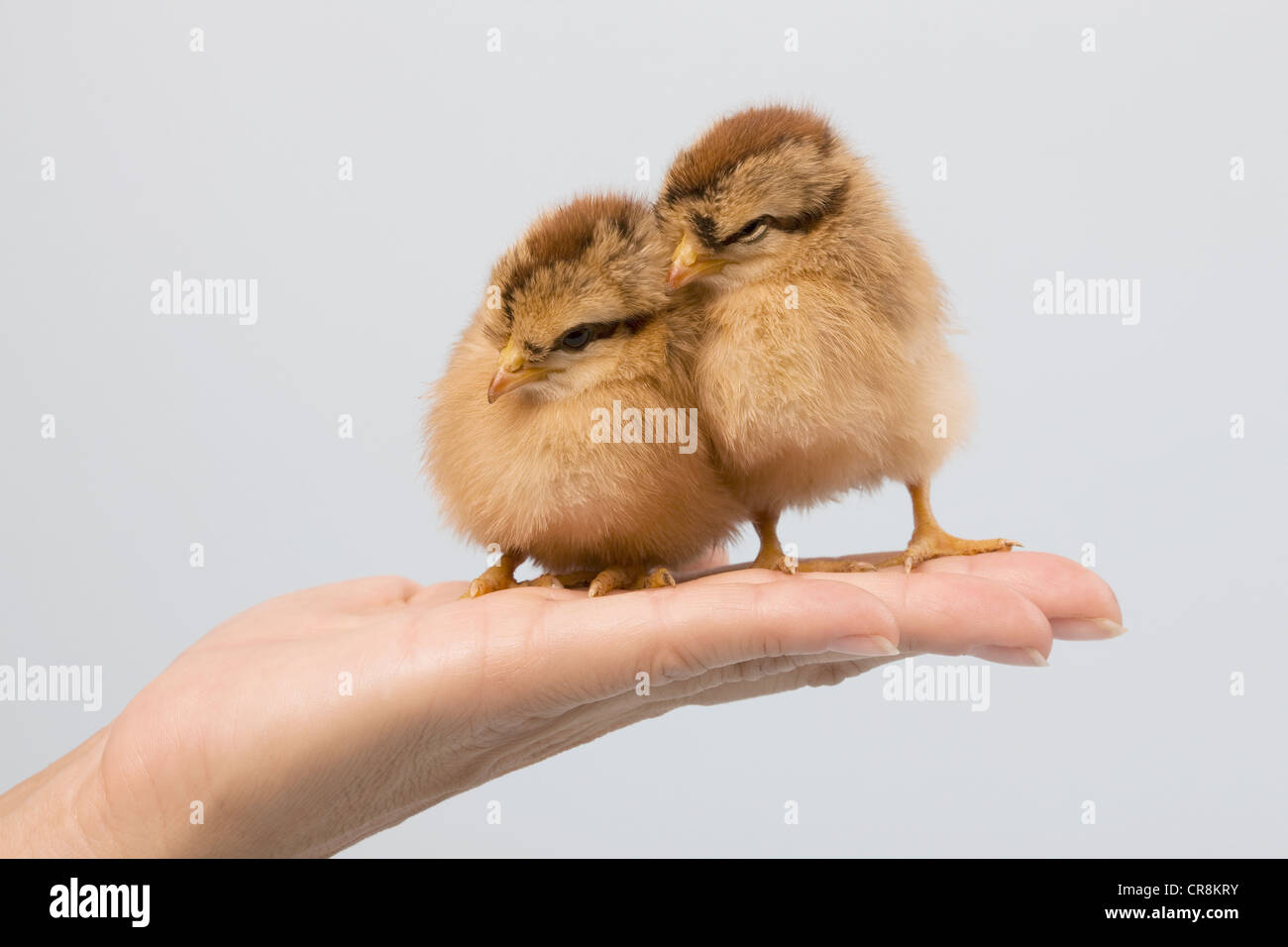 Palm of hand hi-res stock photography and images - Alamy