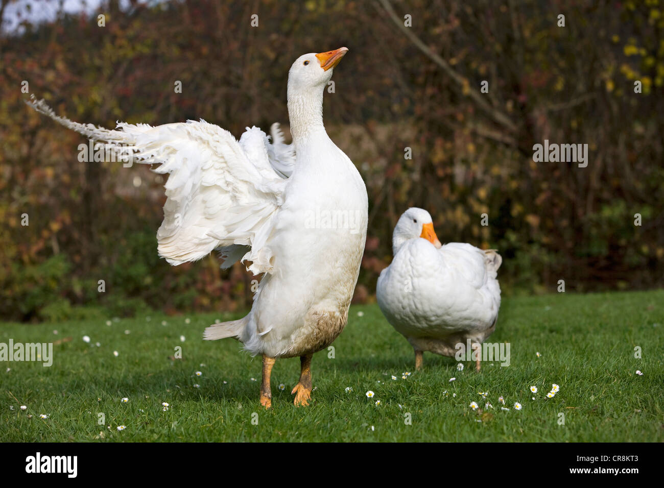 Two geese in field Stock Photo - Alamy