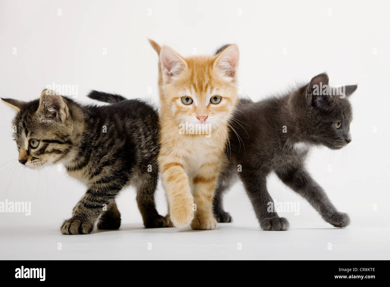 Three kittens with attitude Stock Photo - Alamy