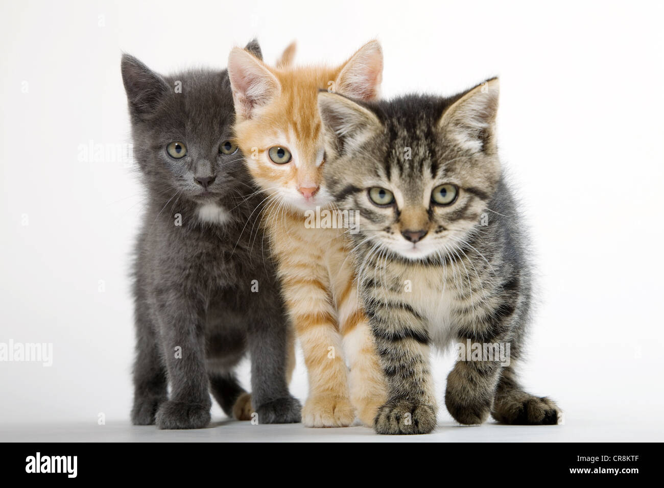 Three kittens side by side Stock Photo - Alamy