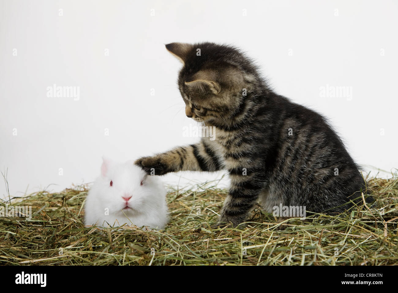 Kitten and rabbit Stock Photo - Alamy