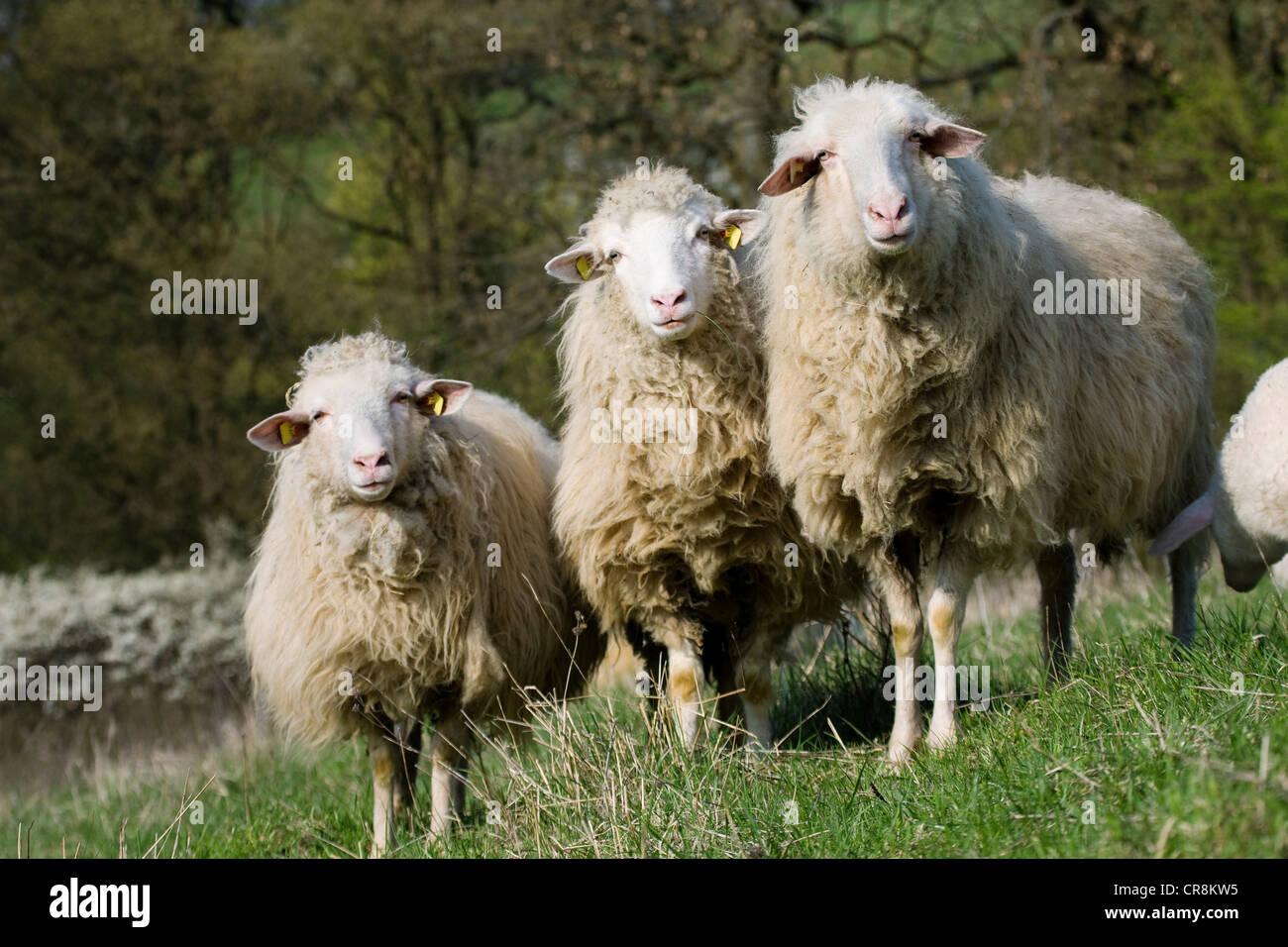 Three Sheep